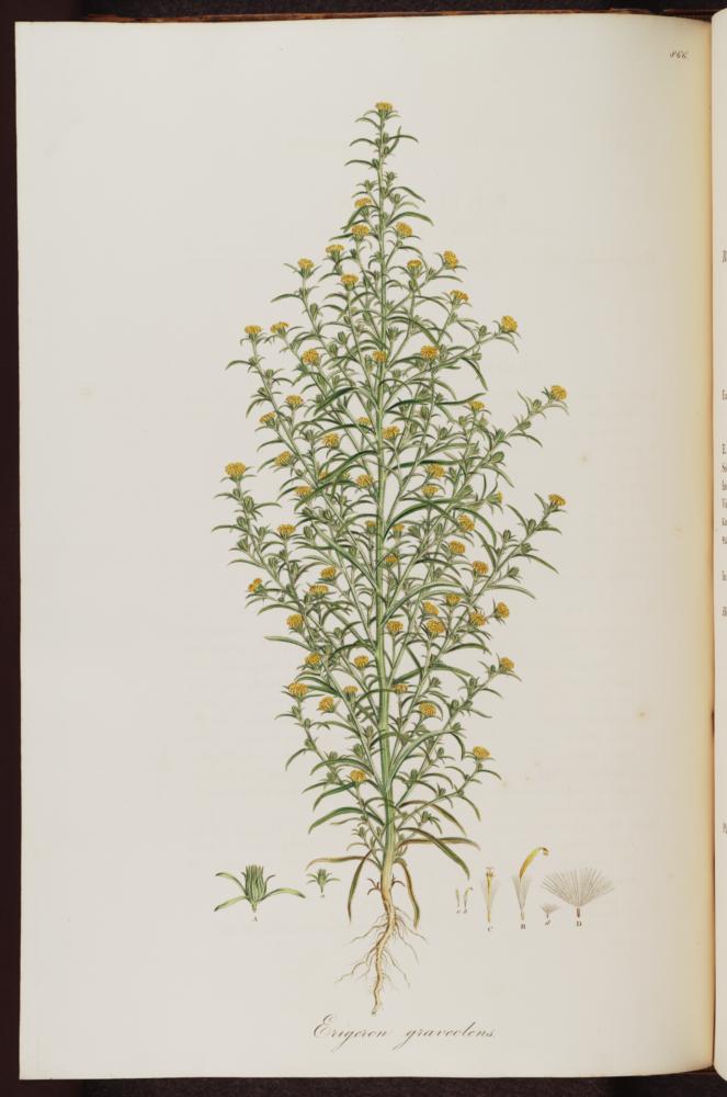 Dittrichia graveolens