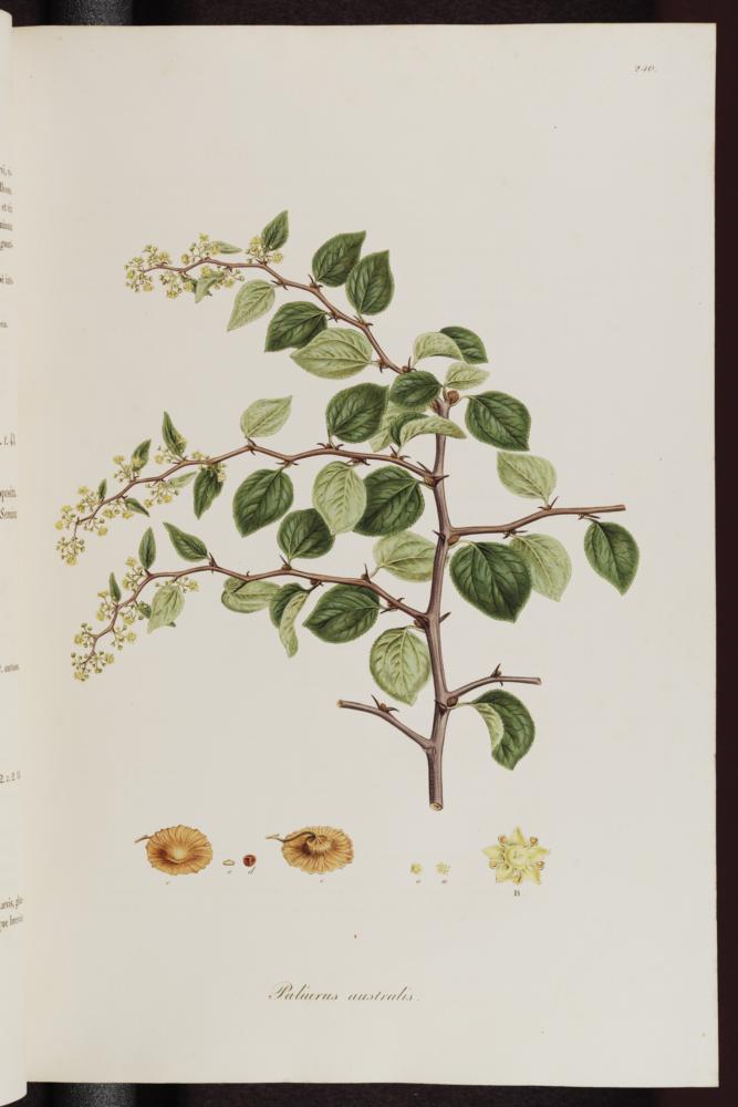 Paliurus spina-christi