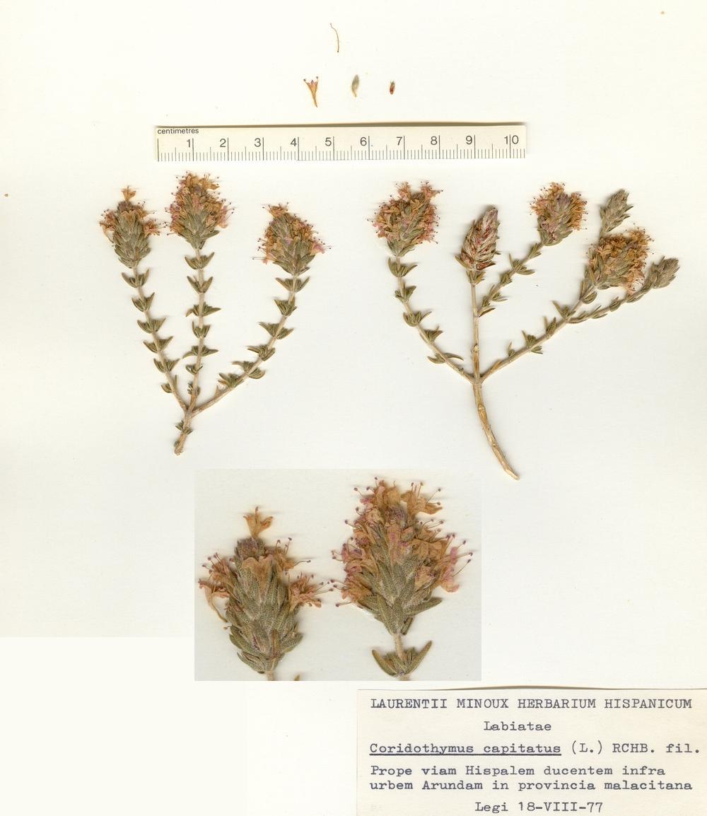 Coridothymus capitatus
